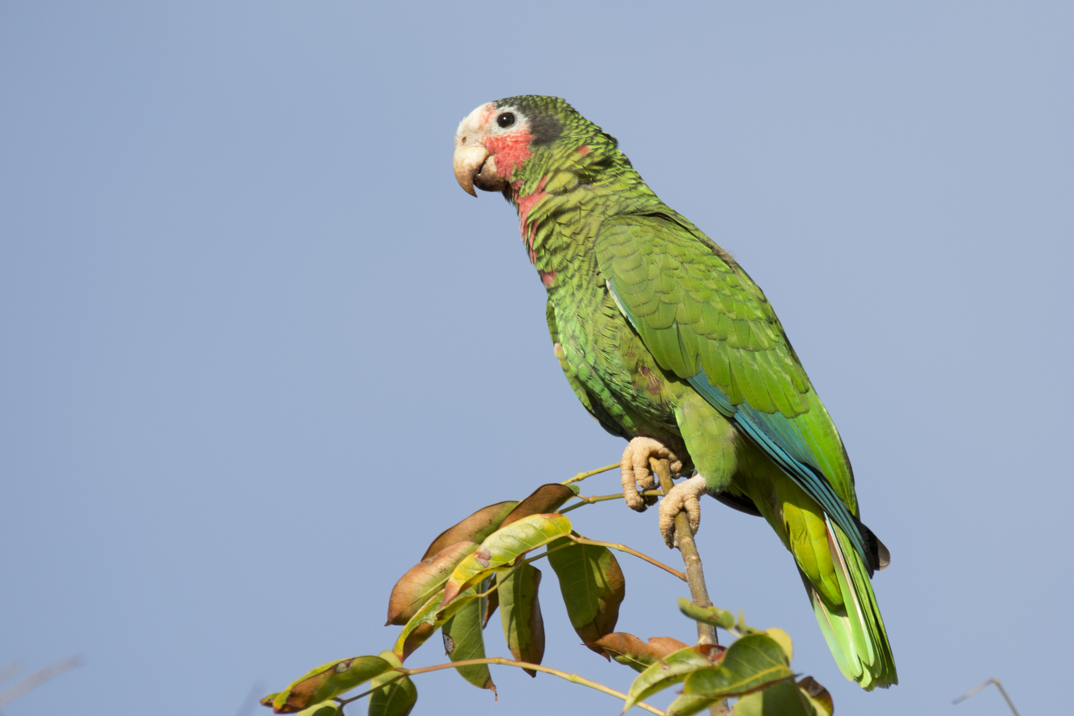 Birds of Grand Cayman – OUT THE DOOR TO EXPLORE