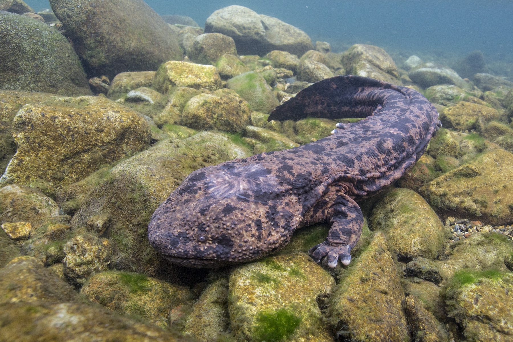 Giant Salamanders – OUT THE DOOR TO EXPLORE