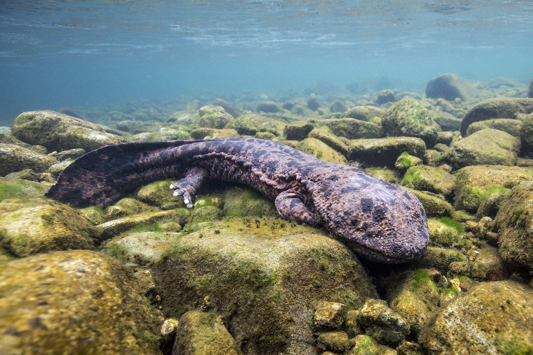 Giant Salamanders – OUT THE DOOR TO EXPLORE