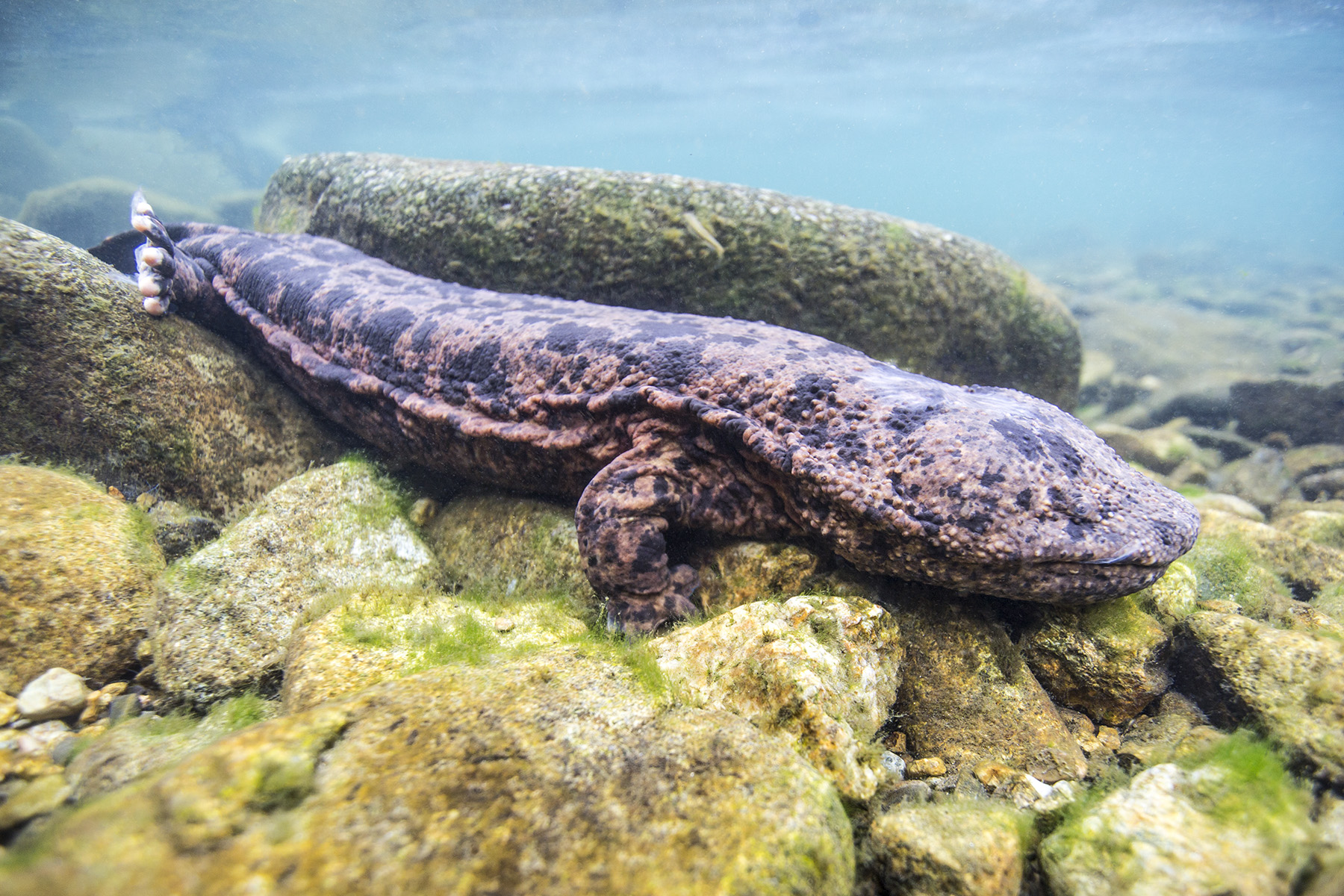 Giant Salamanders – OUT THE DOOR TO EXPLORE