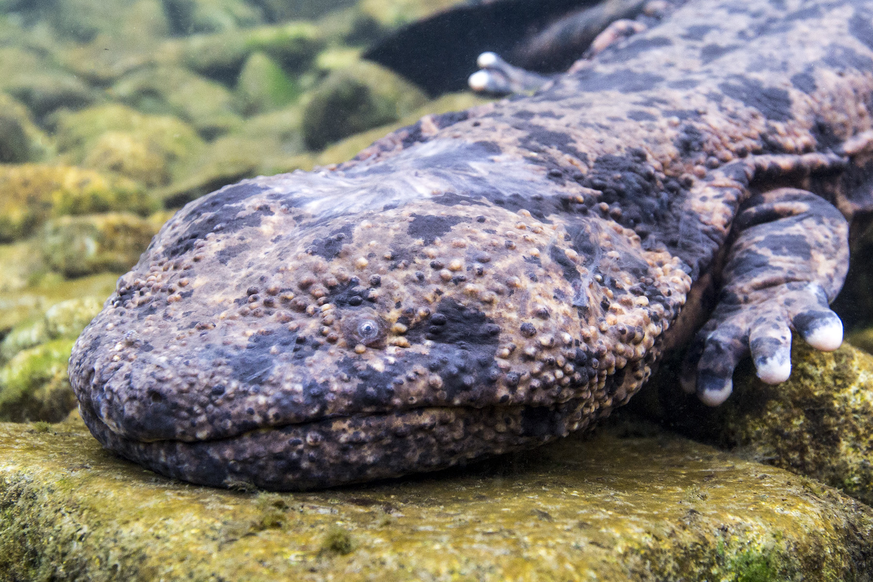 Giant Salamanders – OUT THE DOOR TO EXPLORE