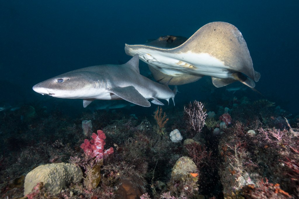 Sharks, Rays & Marine Life in Chiba Peninsula, Japan – OUT THE DOOR TO ...