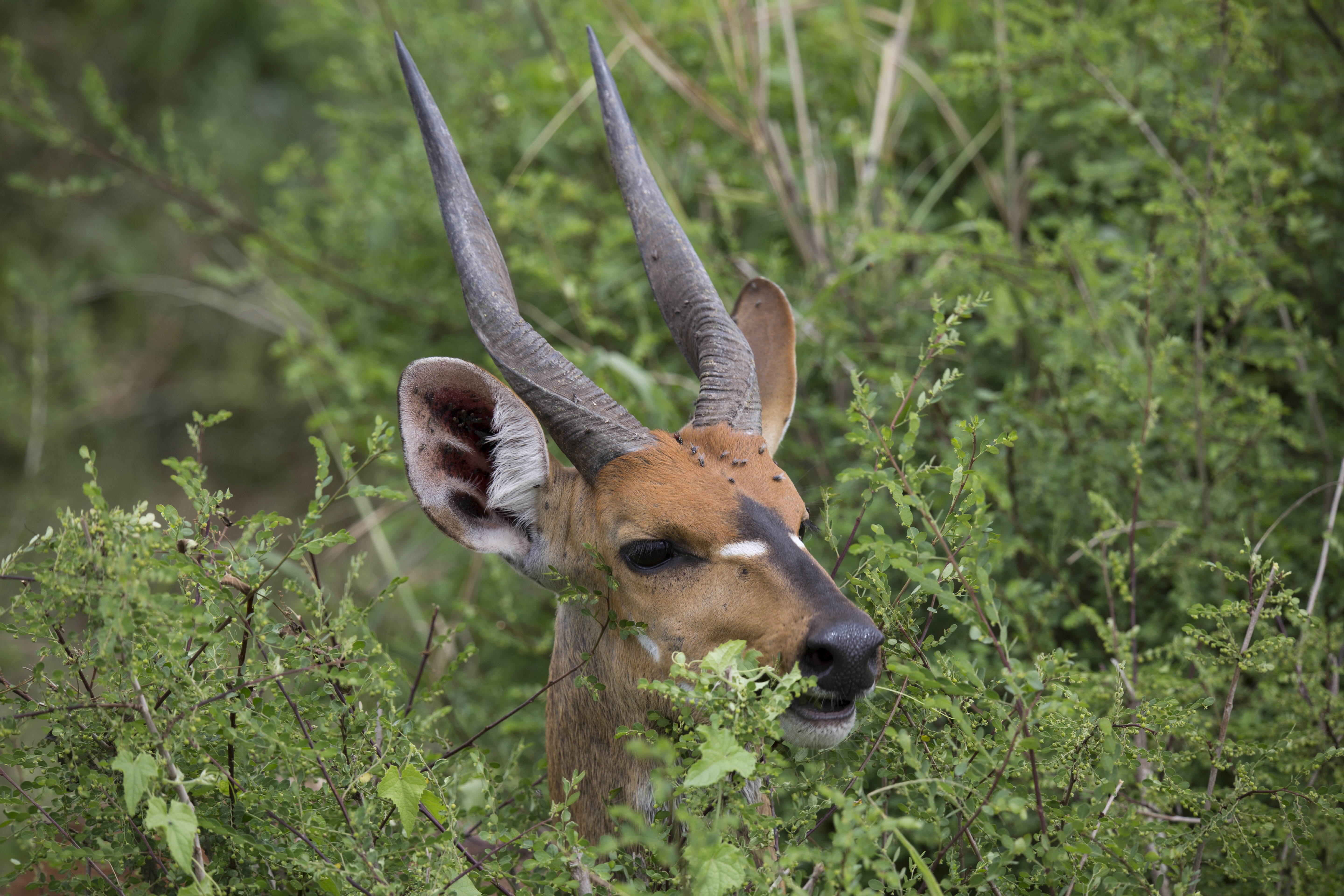 Antelope: So Many Varieties! – OUT THE DOOR TO EXPLORE