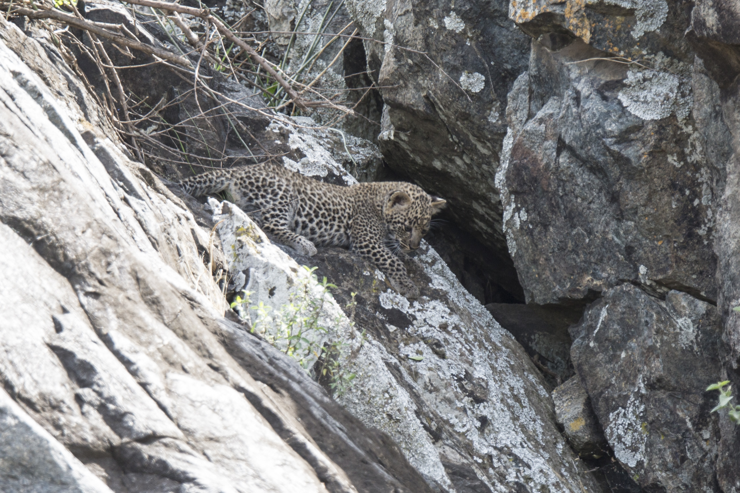 Leopard – OUT THE DOOR TO EXPLORE