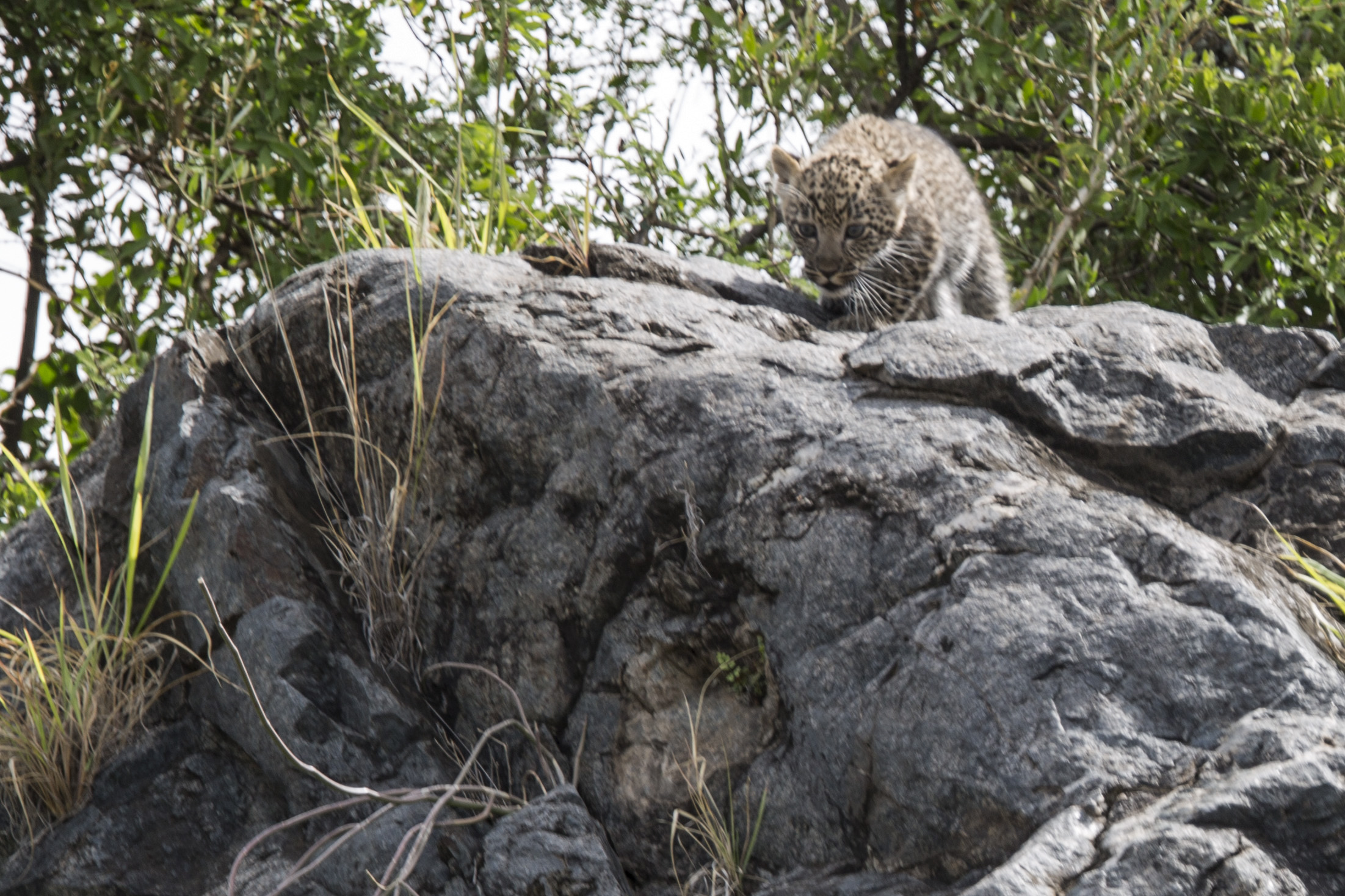 Leopard – OUT THE DOOR TO EXPLORE