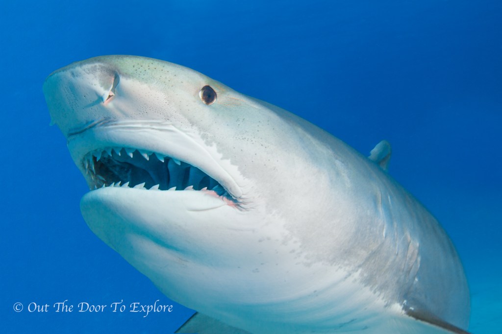Finally…. Tiger Sharks! – OUT THE DOOR TO EXPLORE