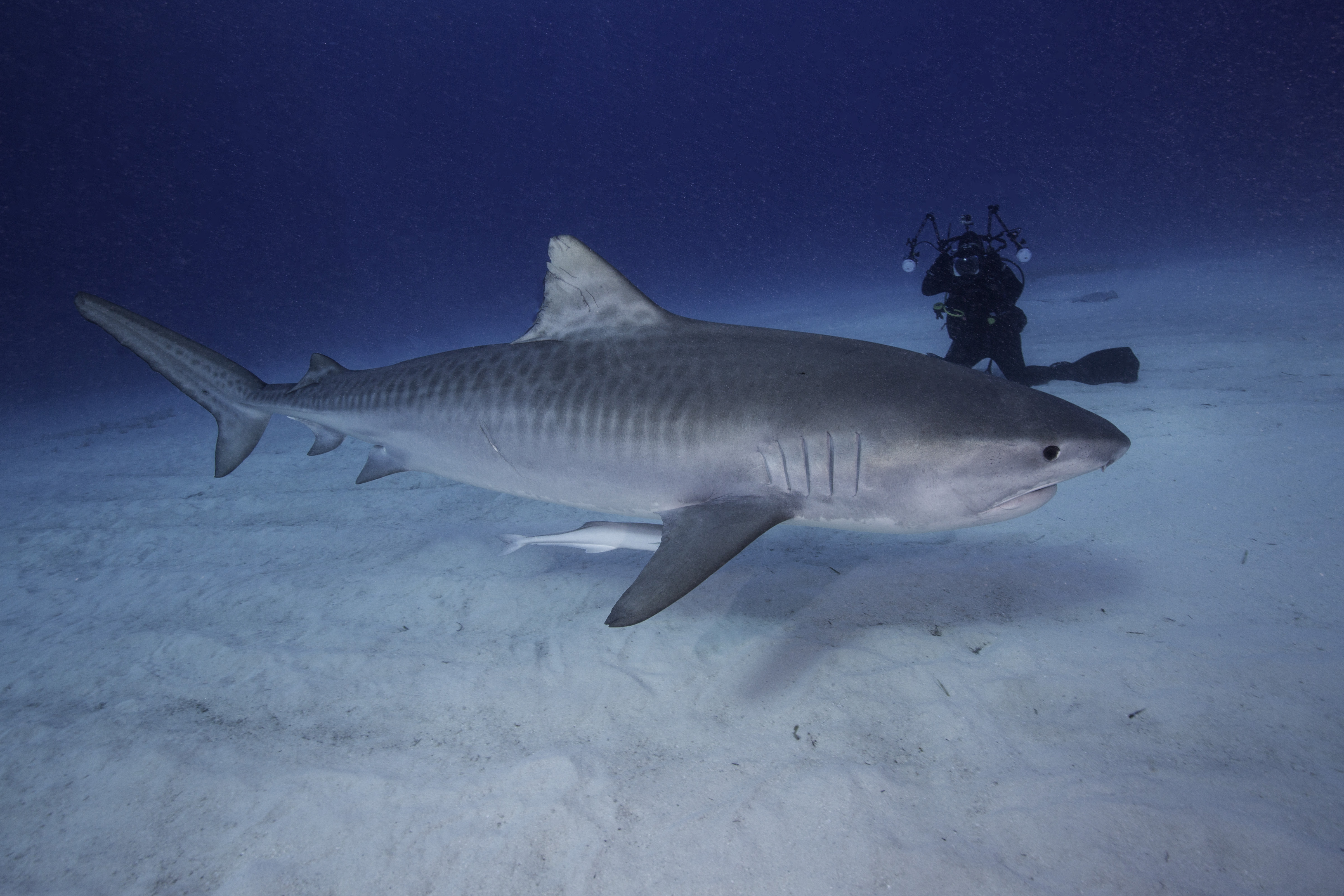 Finally…. Tiger Sharks! – OUT THE DOOR TO EXPLORE