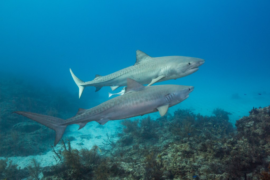 Finally…. Tiger Sharks! – OUT THE DOOR TO EXPLORE