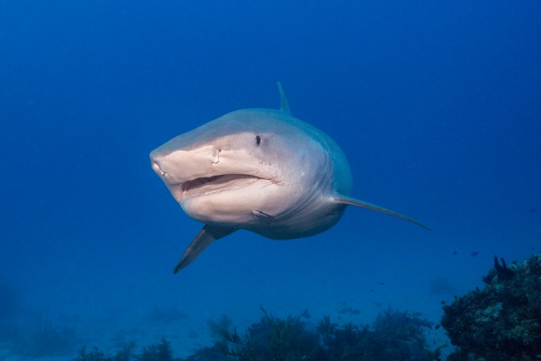 Finally…. Tiger Sharks! – OUT THE DOOR TO EXPLORE