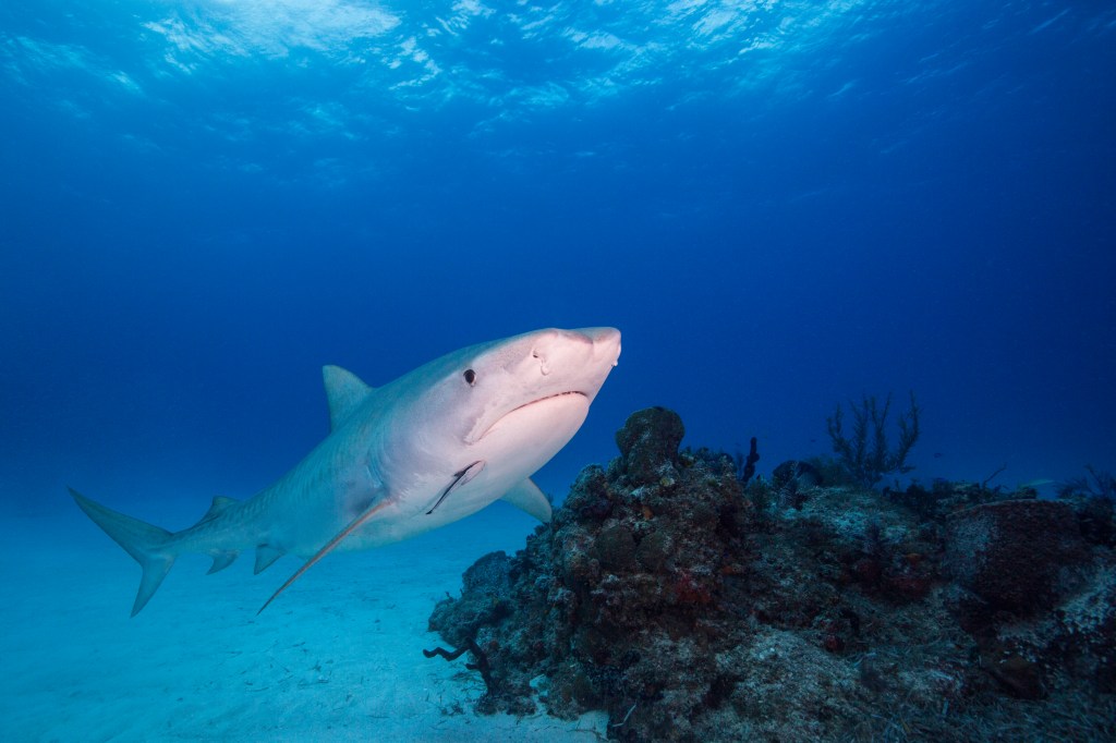Finally…. Tiger Sharks! – OUT THE DOOR TO EXPLORE
