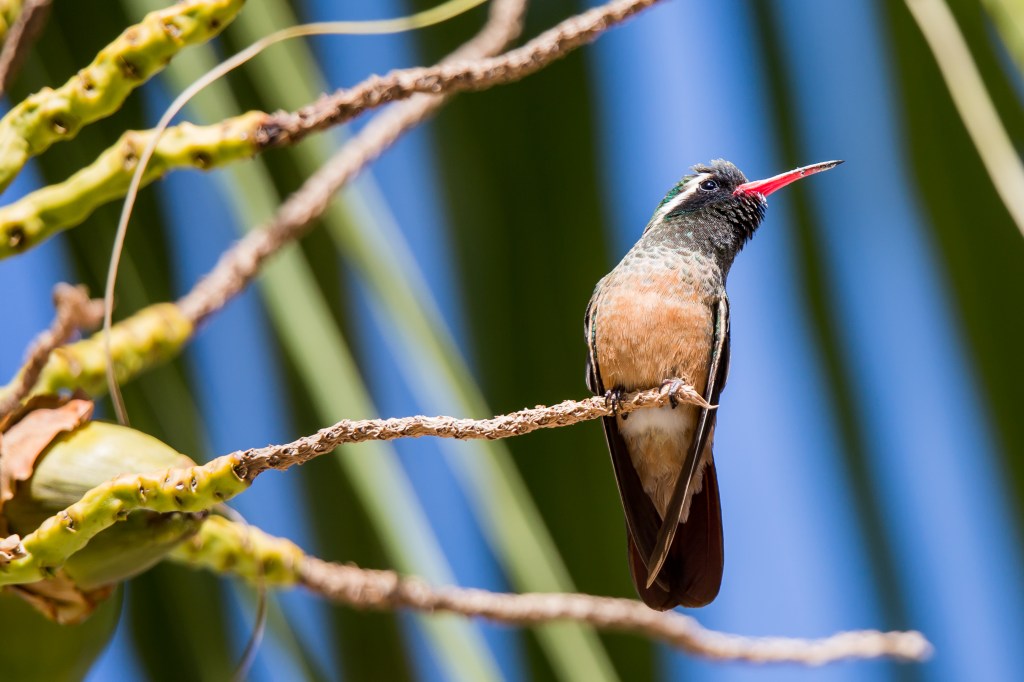 Hummingbirds In Baja California Sur, Mexico – OUT THE DOOR TO EXPLORE
