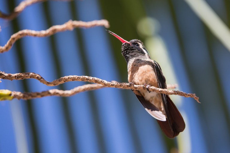 Hummingbirds In Baja California Sur, Mexico – OUT THE DOOR TO EXPLORE