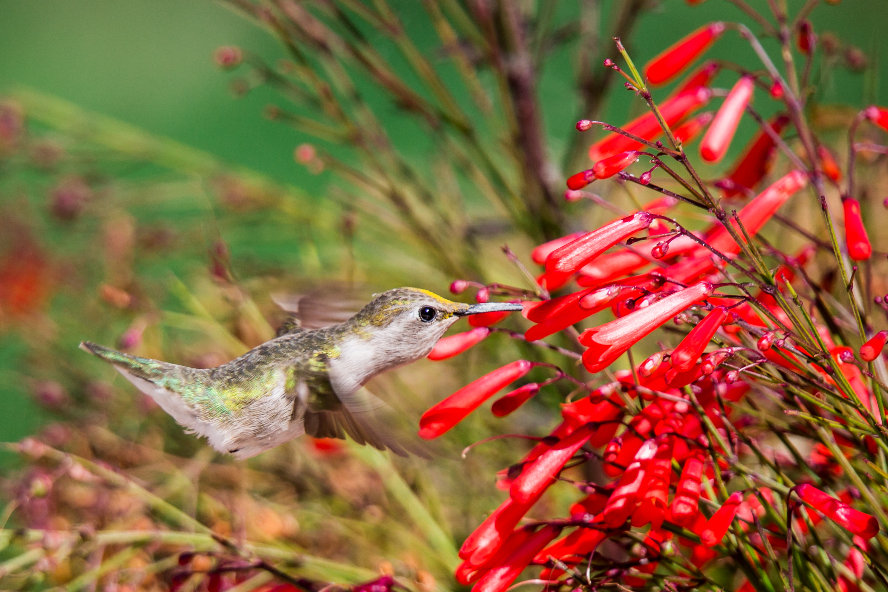 Hummingbirds In Baja California Sur, Mexico – OUT THE DOOR TO EXPLORE