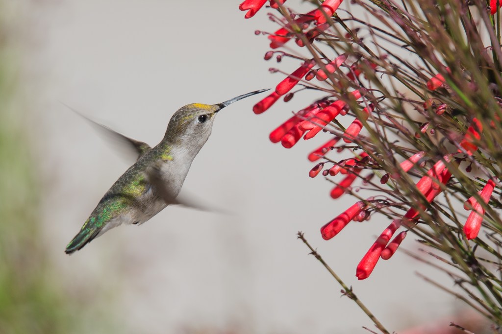Hummingbirds In Baja California Sur, Mexico – OUT THE DOOR TO EXPLORE