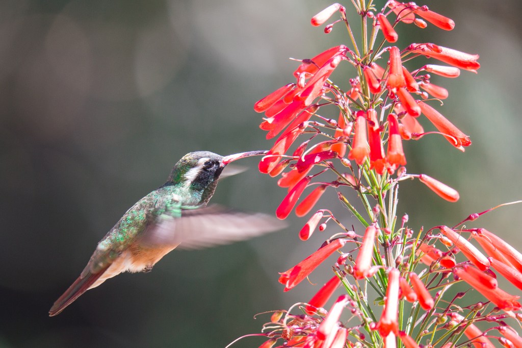 Hummingbirds In Baja California Sur, Mexico – OUT THE DOOR TO EXPLORE