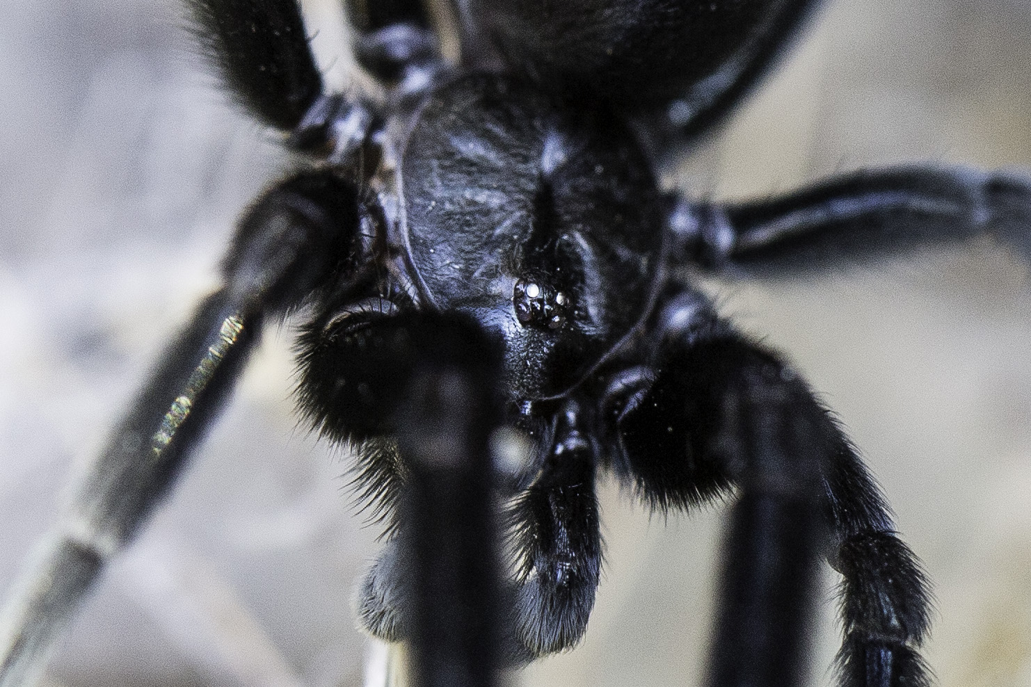 Crevice Weaver Spider (Kukulcania) In Baja California Sur, Mexico – OUT ...