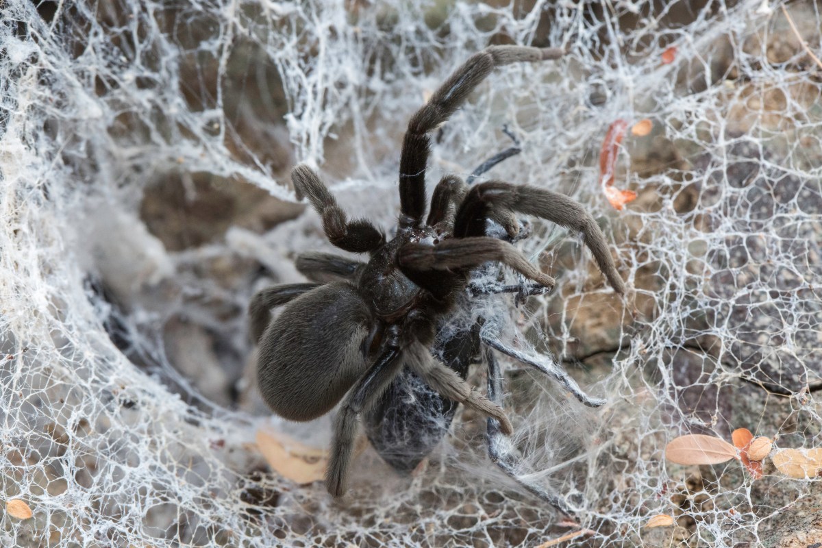 Crevice Weaver Spider (Kukulcania) In Baja California Sur, Mexico – OUT ...