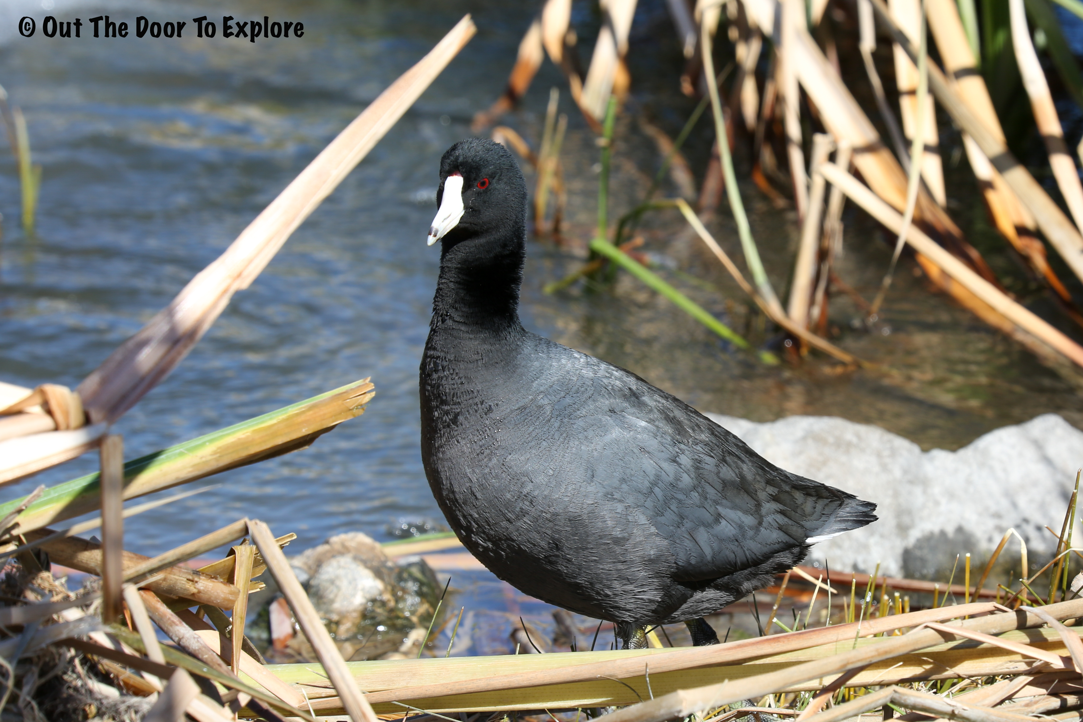 American Coot (Mud Hen): Las Vegas Wetlands – OUT THE DOOR TO EXPLORE