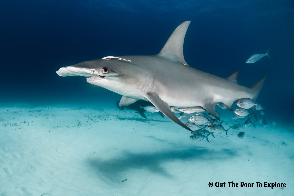 Great Hammerheads (#1): Bahamas – OUT THE DOOR TO EXPLORE