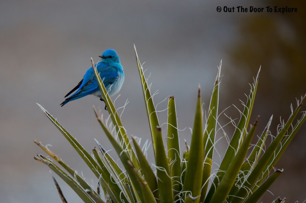 Mountain Bluebird: Red Rock Canyon in the Mojave Desert, Nevada – OUT ...