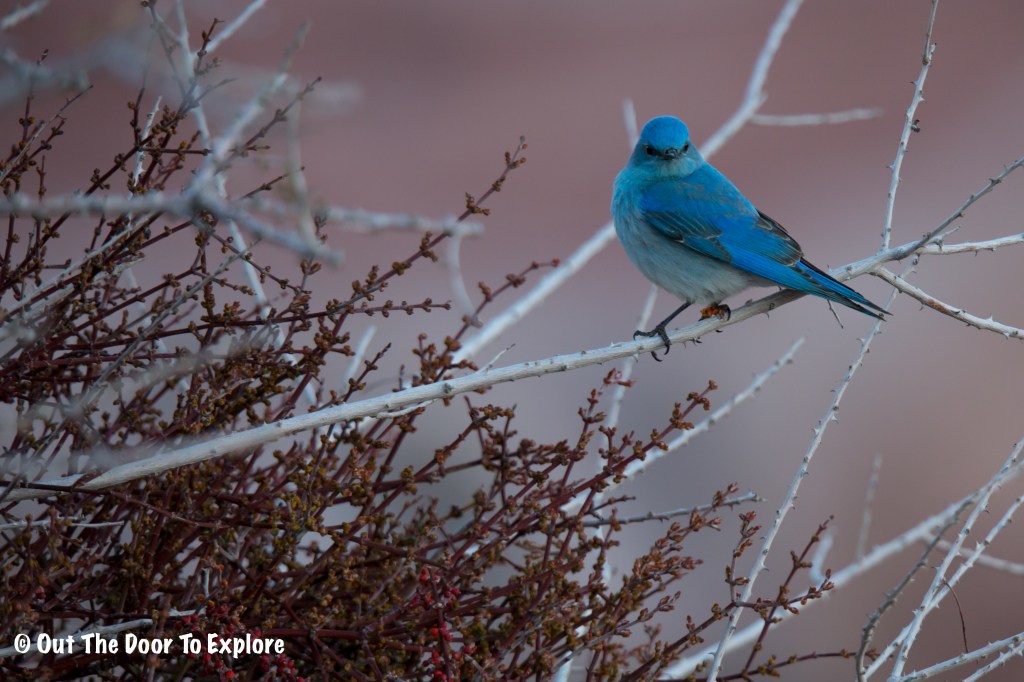 Mountain Bluebird: Red Rock Canyon in the Mojave Desert, Nevada – OUT ...