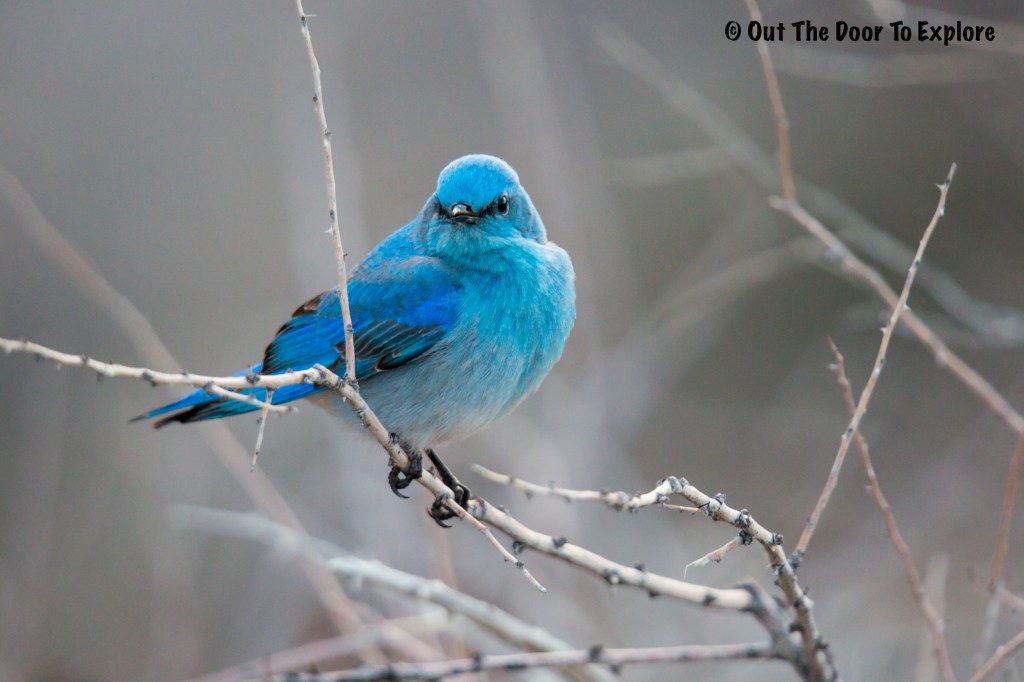 Mountain Bluebird: Red Rock Canyon in the Mojave Desert, Nevada – OUT ...