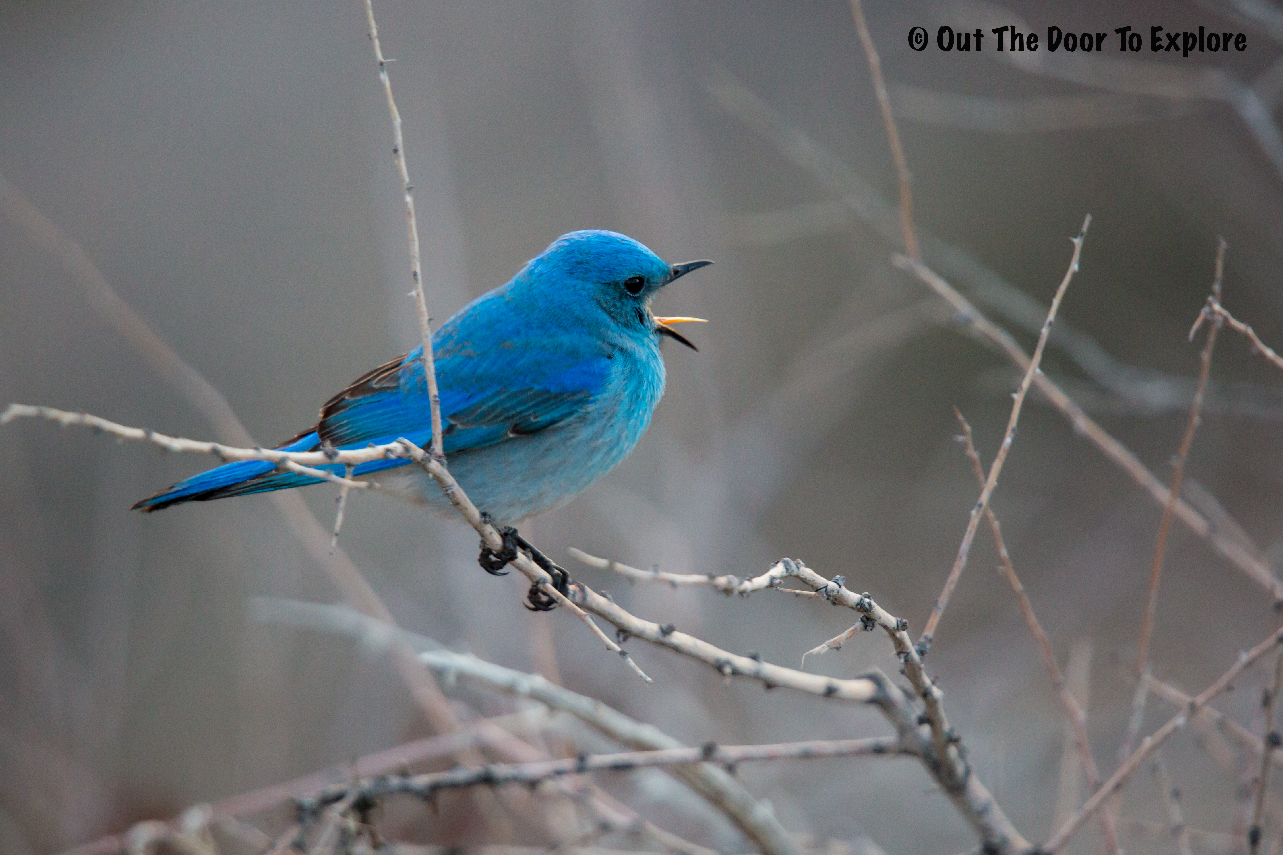 Mountain Bluebird: Red Rock Canyon in the Mojave Desert, Nevada – OUT ...