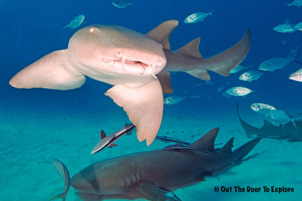 Nurse Sharks: A Common Caribbean Shark – OUT THE DOOR TO EXPLORE