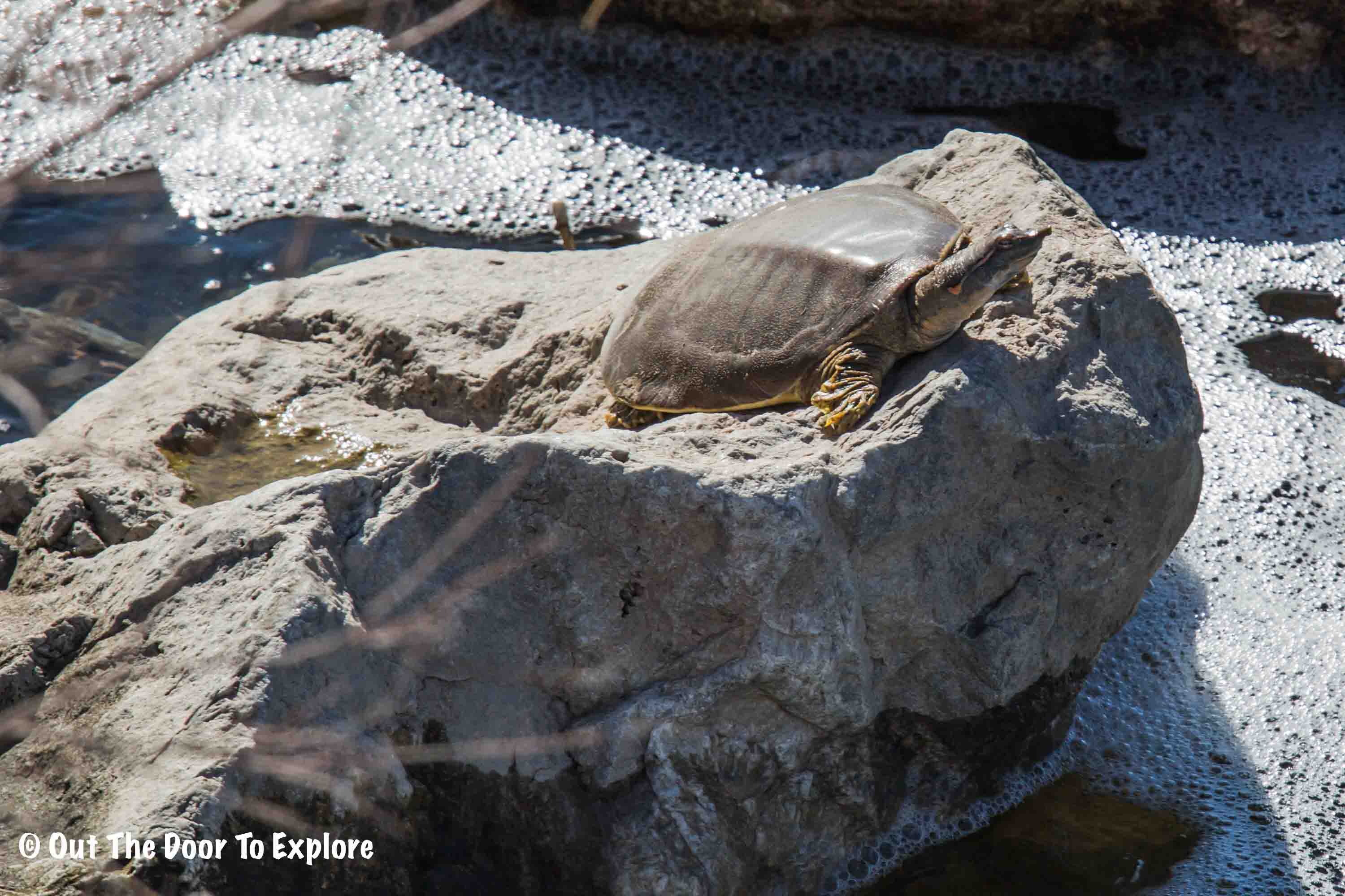 Spiny Softshell Turtle Las Vegas, Nevada USA – OUT THE DOOR TO EXPLORE
