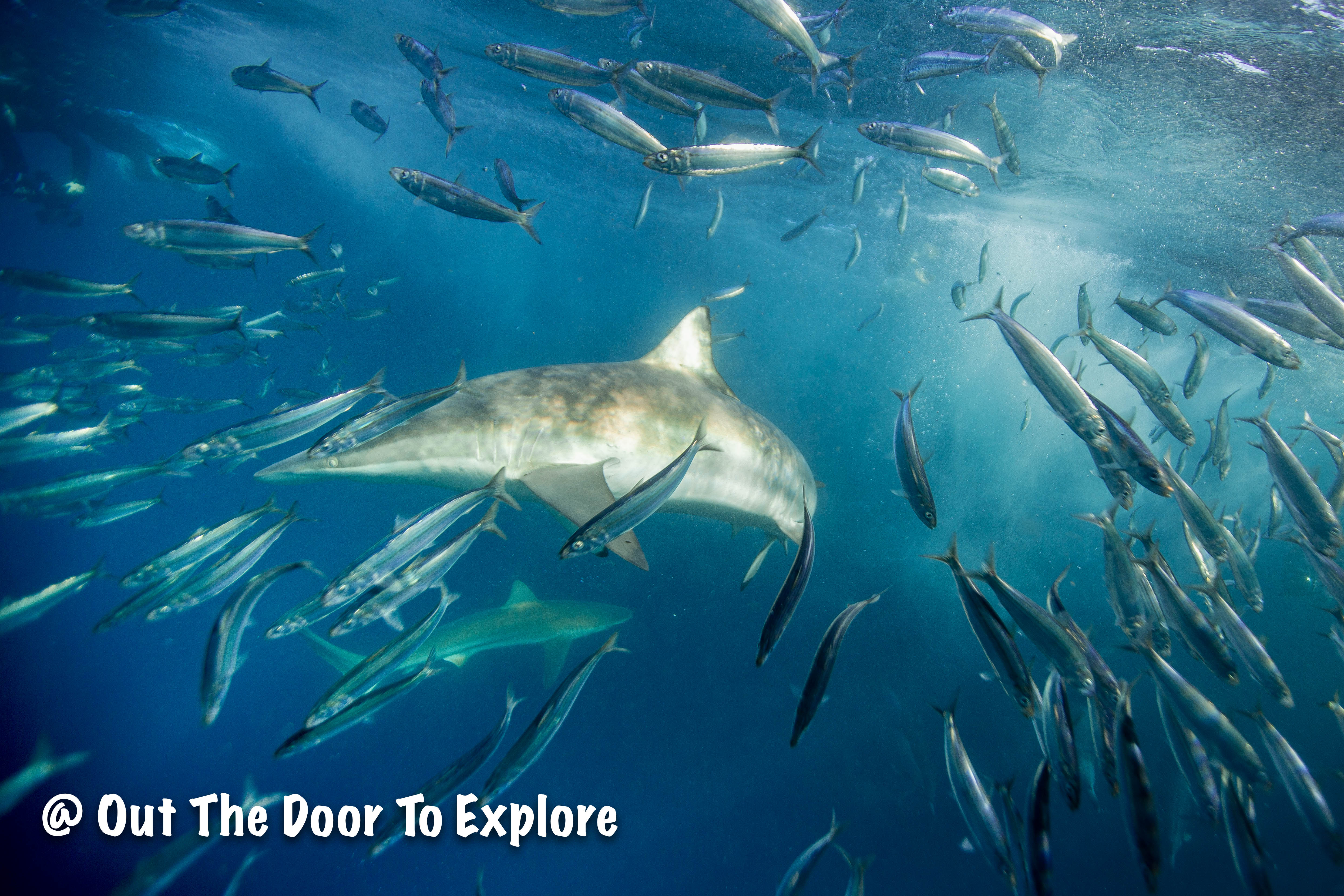 OUT THE DOOR TO EXPLORE – Page 2